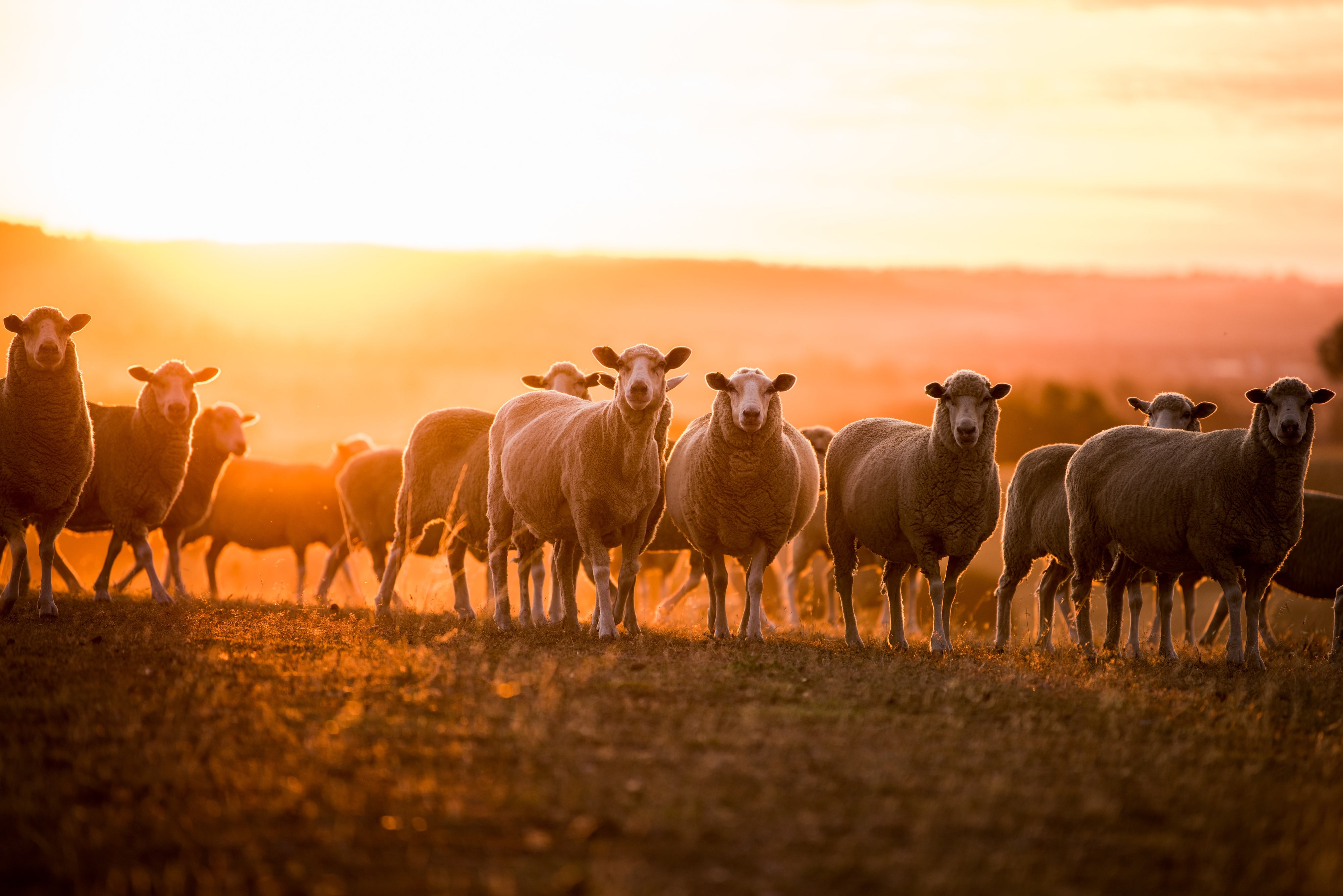 The Australian Trader